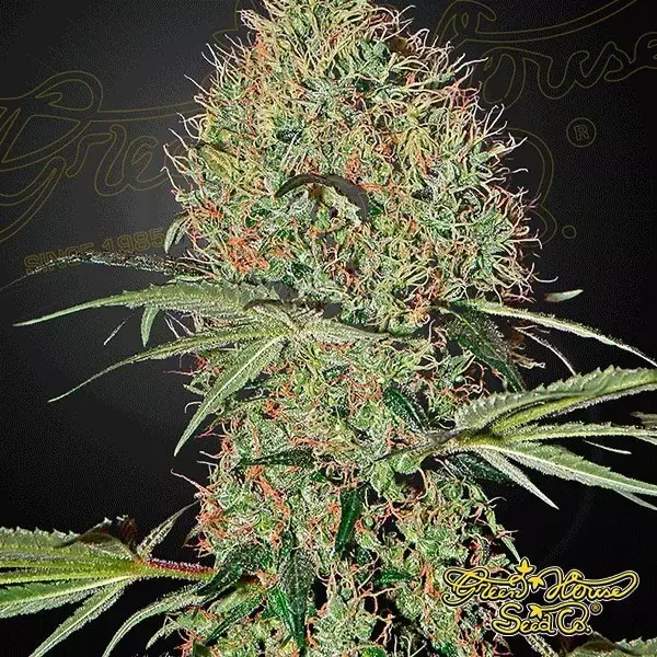 Super Bud Auto by Green House Seeds - GB