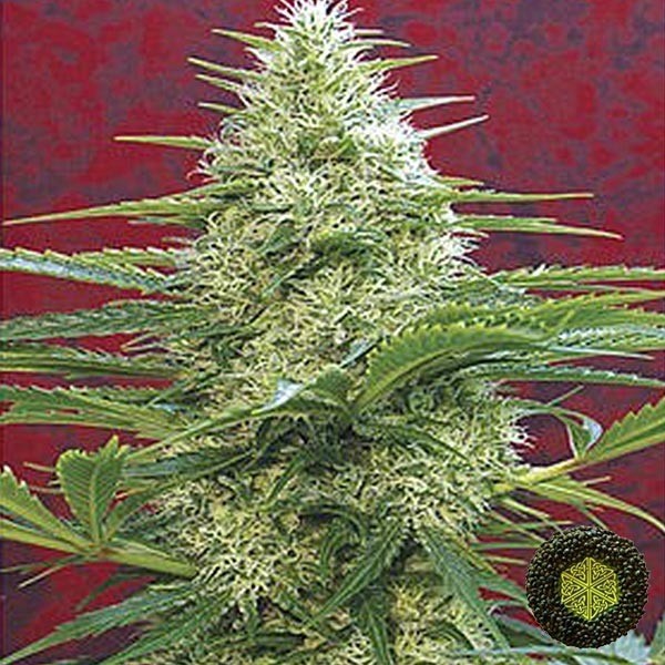 Satori by Mandala Seeds | Large Yields - GB