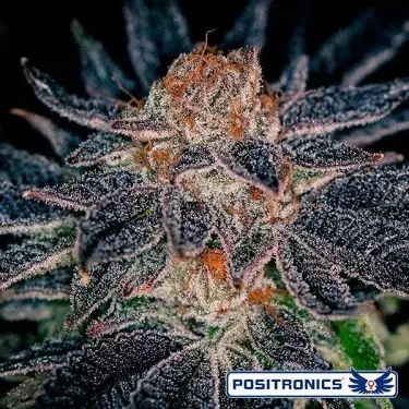 Gelato 47 Feminised Seeds - GB The Green Brand