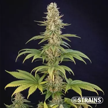 Buy Bazookiez Limited Edition GB Strains - GB