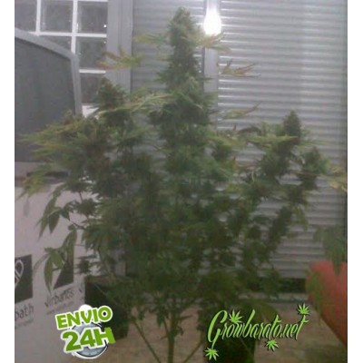 Stimulate Flowering in your Plants - GB The Green Brand