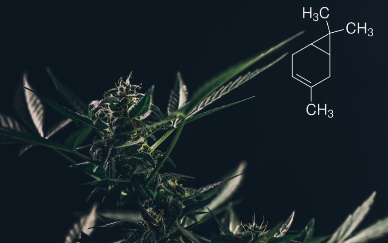What is carene?