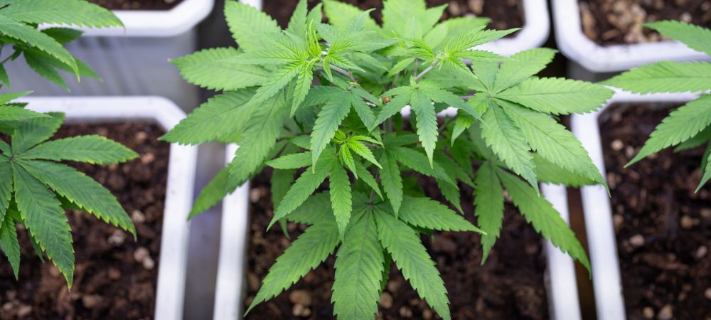 What to do with your Indoor crop during the Summer