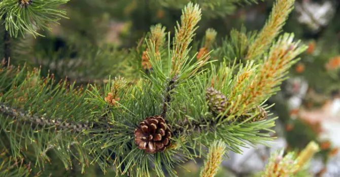 Pinene is a common terpene present in the plant kingdom