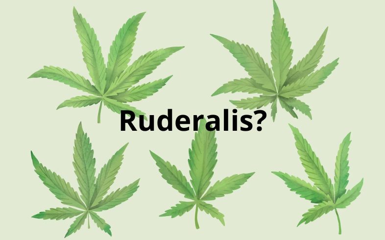 All you need to know about cannabis ruderalis - Grow Barato Blog
