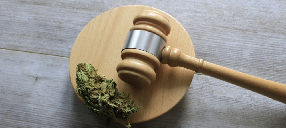 Germany legalizes cannabis for recreational use - GrowBarato Blog