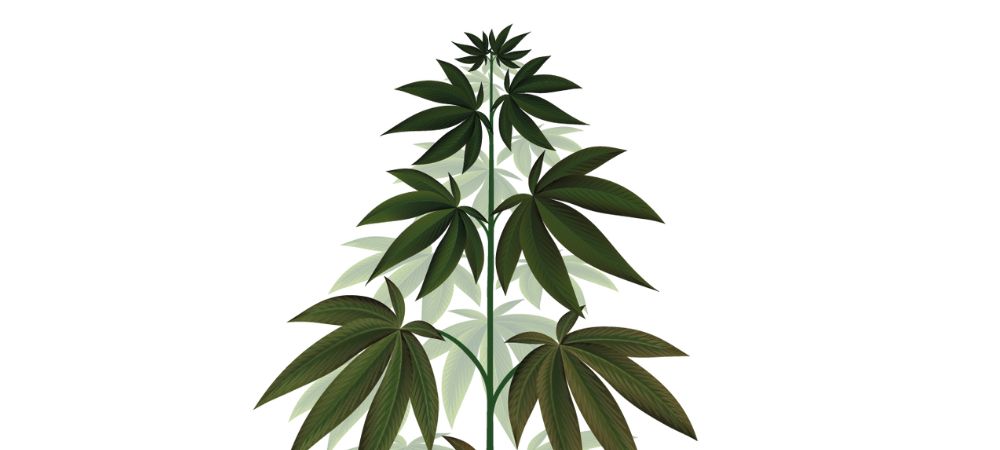 The importance of copper for cannabis plants