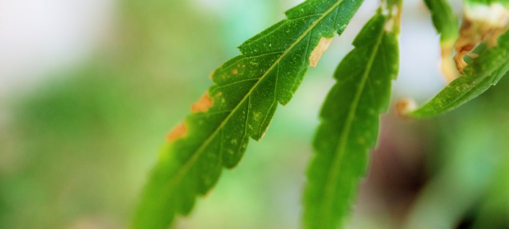 The importance of copper for cannabis plants
