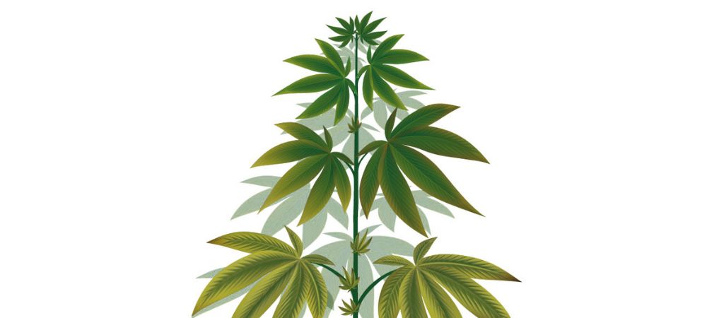 The importance of copper for cannabis plants