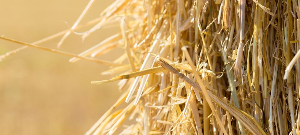 How to use the different types of mushroom substrates