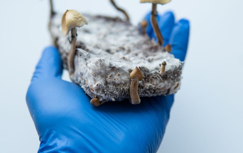 How to use the different types of mushroom substrates