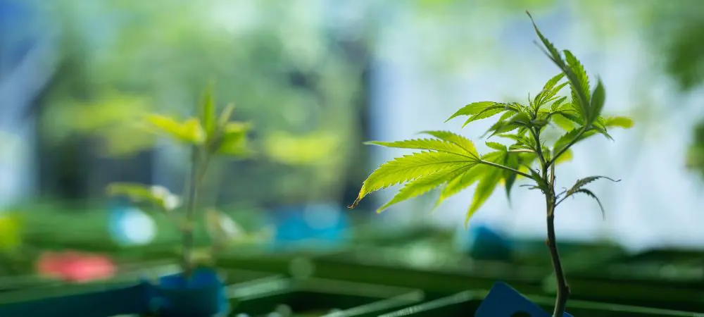What is aeroponics and how to apply it to cannabis growing