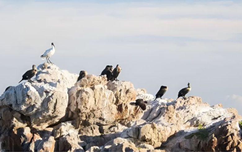 What is guano, and how does it enhance cannabis cultivation?