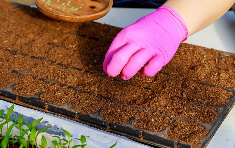 Main differences between substrate and mulch