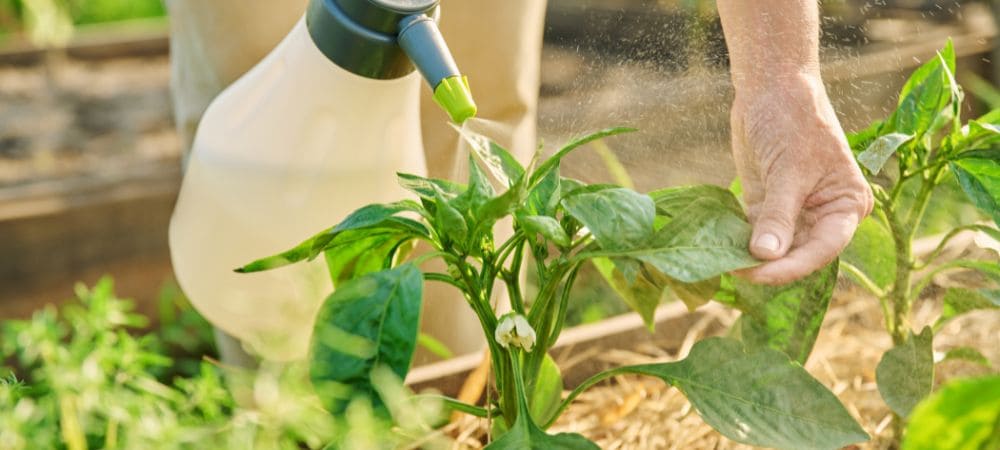 What is the best systemic insecticide?