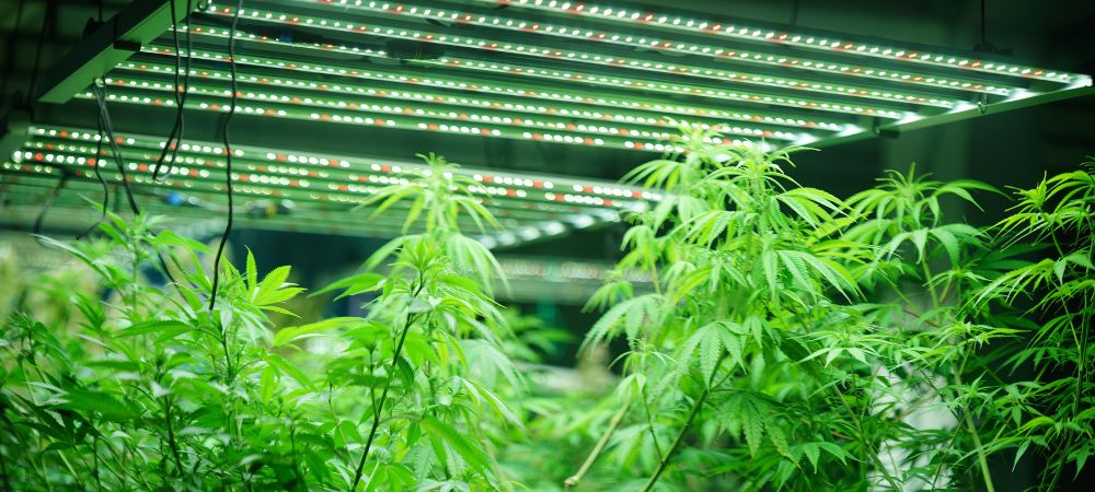 What is green light used for in indoor growing? - Blog de Grow Barato