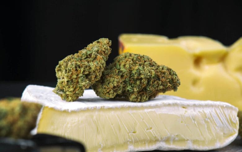 Cheese Cannabis Strains: the British marijuana that made history