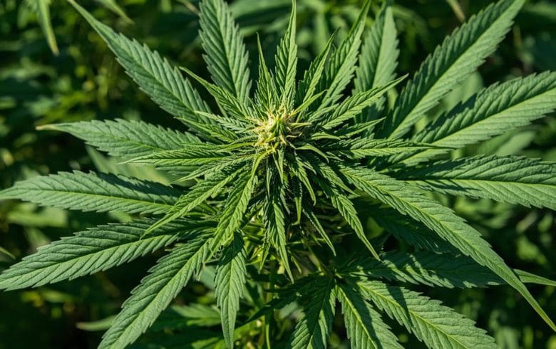 Cannabis and Schedule III: Trump's historic shift