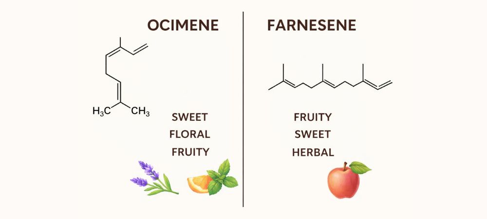 Ocimene and Farnesene: the terpenes that are taking the world