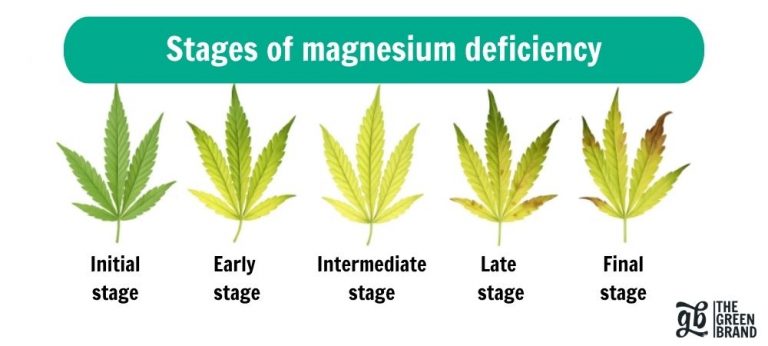 Magnesium deficiency in cannabis: quick fix