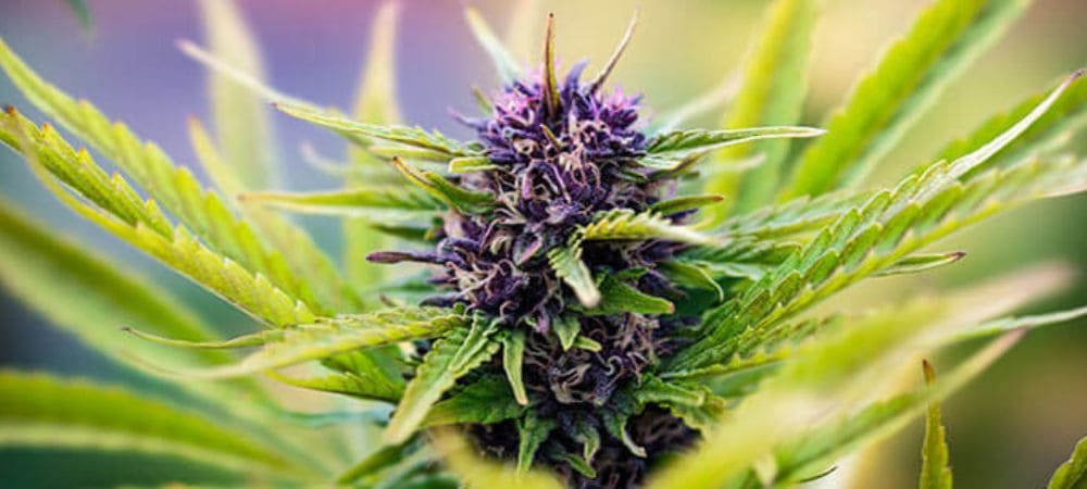 What is Blue Marijuana? Origins and growing popularity