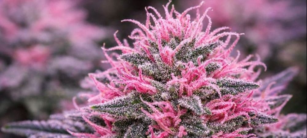 Pink weed: what it really is and how to spot fake “pink” weed